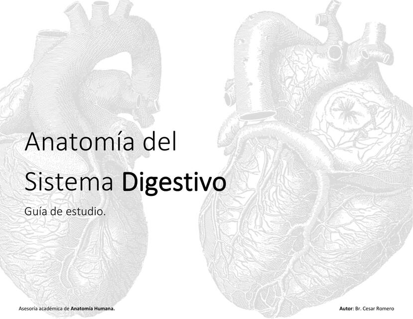 Anatomía del Sistema Digestivo | uDocz Anatomía del Sistema Digestivo | uDocz