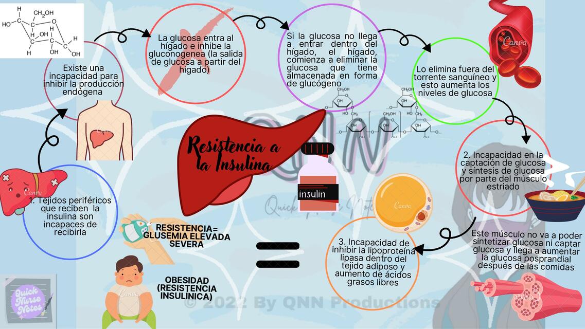 Fisiopatología Diabetes Mellitus 2 | Quick Nurse Notes | uDocz