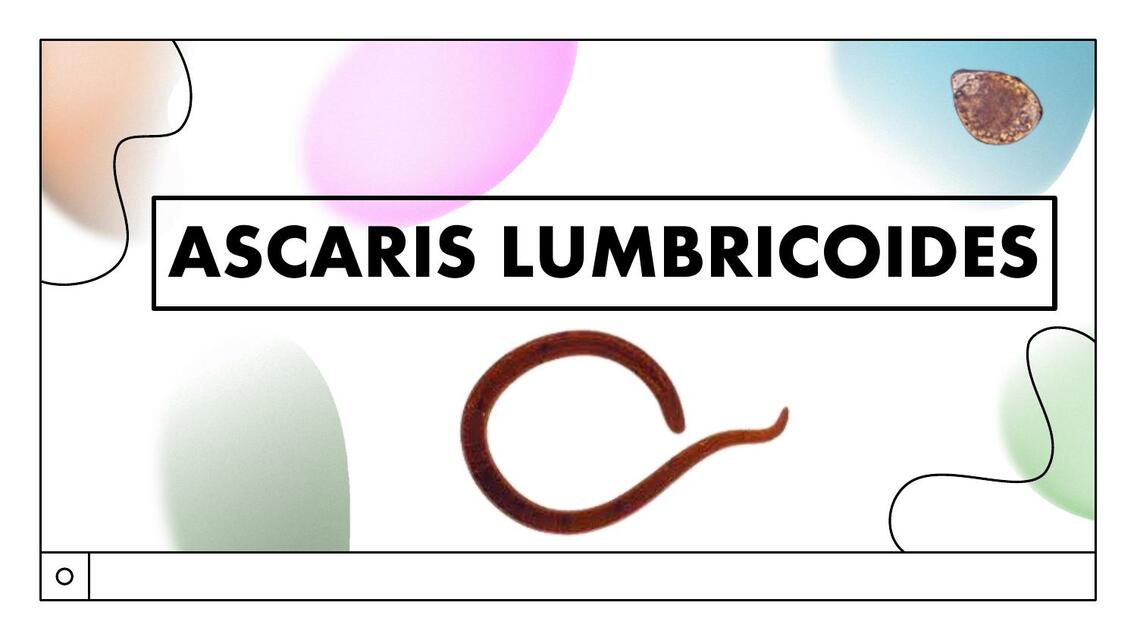 Ascaris Lumbricoides | JEFFER ANDERSON ROMERO NEIRA | uDocz