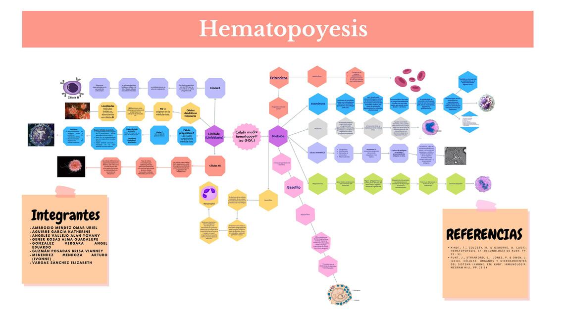 Hematopoyesis | ARTURO -IVONNE | uDocz