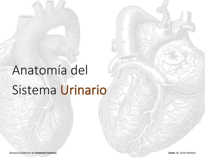 Anatomia del Sistema Urinario | uDocz