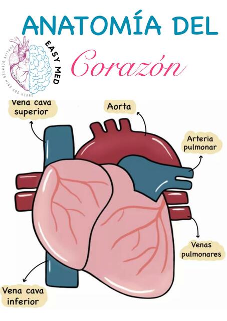 Anatomía del Corazón | Easymed_docs | uDocz