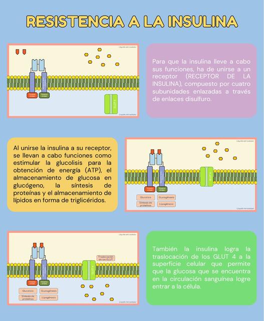 Resistencia a la insulina | Javier Rios | uDocz