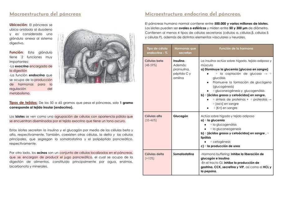 Páncreas y la insulina (biosíntesis, mecanismo de secreción,acción,etc ...