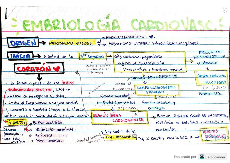 Embriología Cardiovascular | Jesi Castro | uDocz