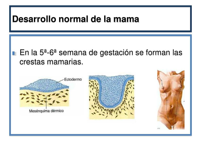 Desarrollo Normal de la Mama | Mayfree Delgado | uDocz
