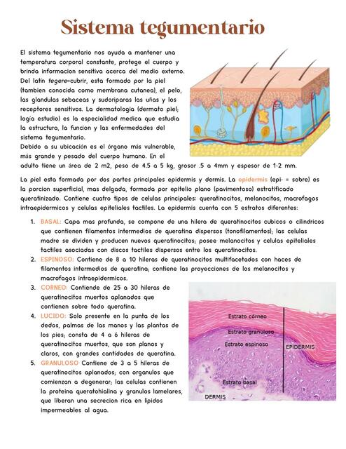 Sistema Tegumentario | Camila Cabrera | uDocz