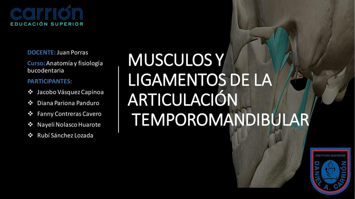 Músculos y Ligamentos de la Articulación Temporomandibular | Mollywone ...