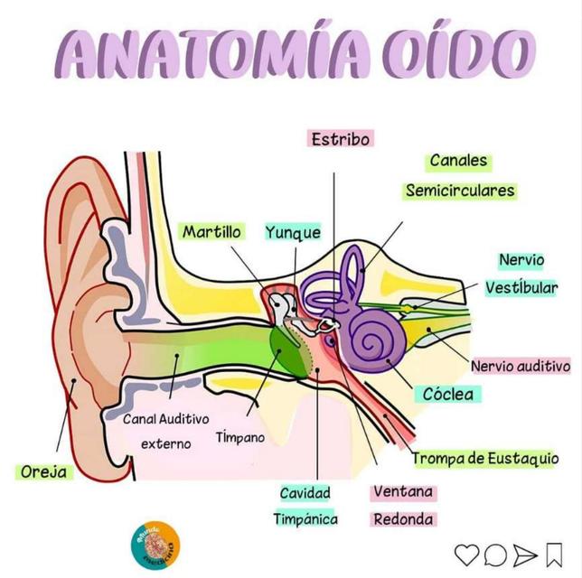 Anatomía del Oído | YUDOC.ORG | uDocz
