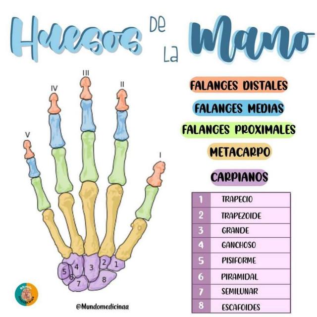 Huesos de la Mano | YUDOC.ORG | uDocz