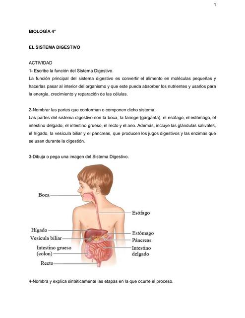 Sistema Digestivo | El Rincón de la Ingeniería | uDocz