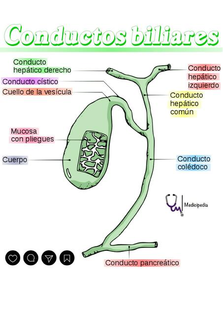 Conductos Biliares | Medicipedia | uDocz