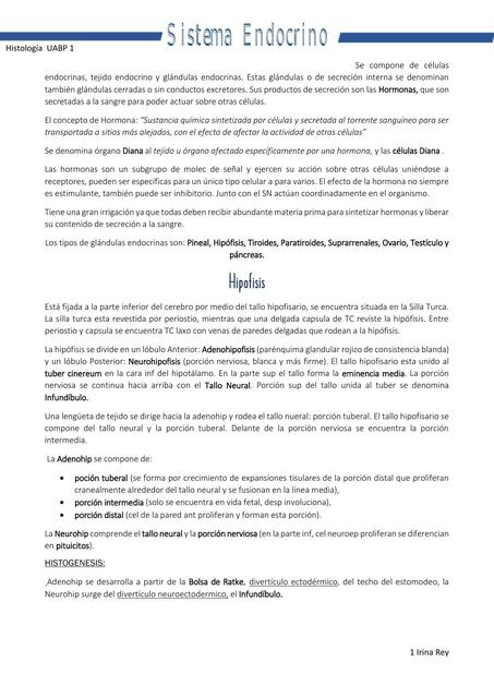 Sistema Endocrino | irina rey | uDocz