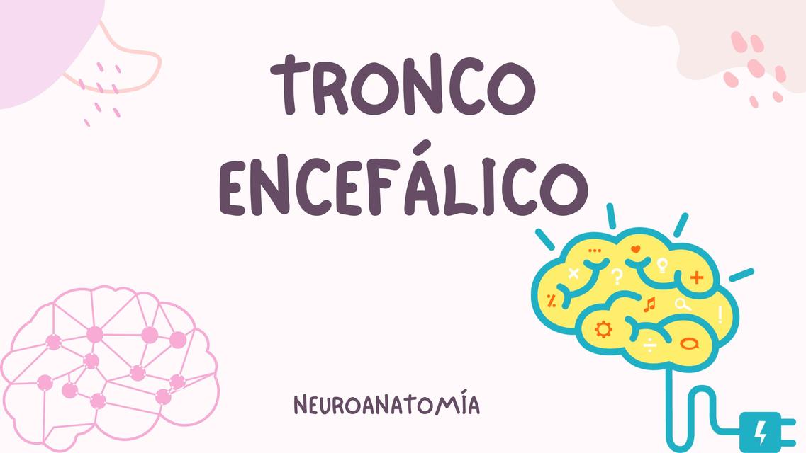 Tronco encefálico | Gms_D | uDocz