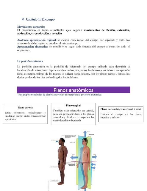 Resúmenes de Anatomía regional | Descarga apuntes de Anatomía regional