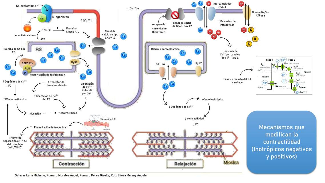Mecanismos que Modifican la Contractilidad | Michelle Salazar Luna | uDocz