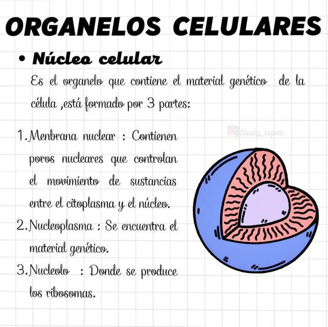 Función de los organelos | ROSSELINE LOPEZ | uDocz
