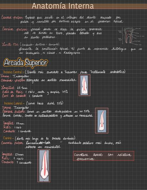 Anatomia Interna Dental | Dayanna Arias | uDocz
