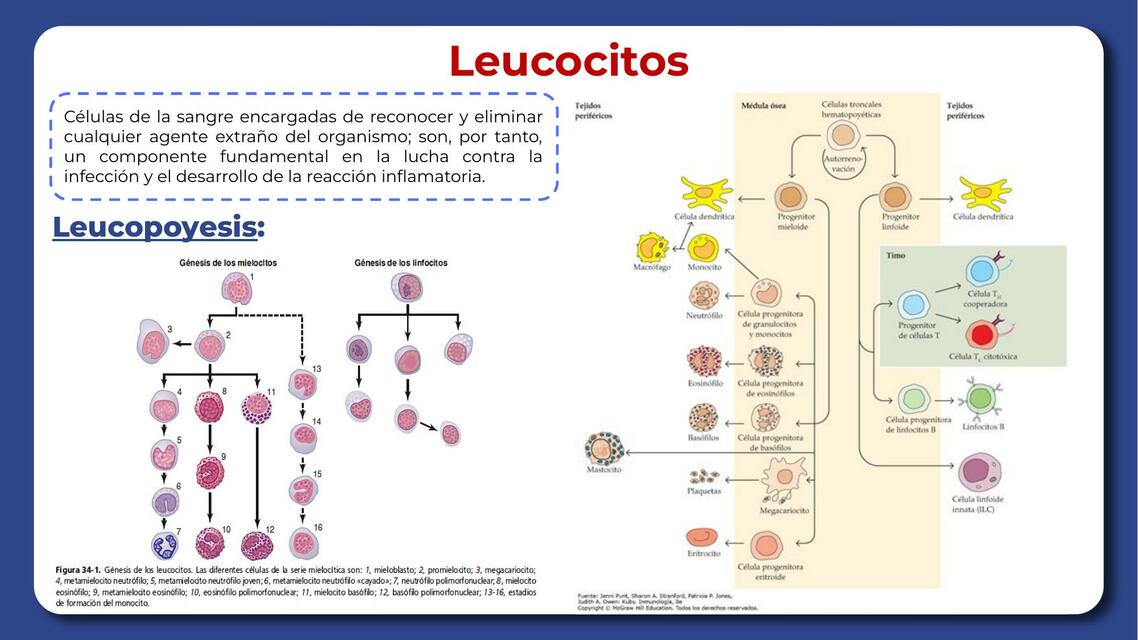 Histología de los Leucocitos | Alejandro | uDocz