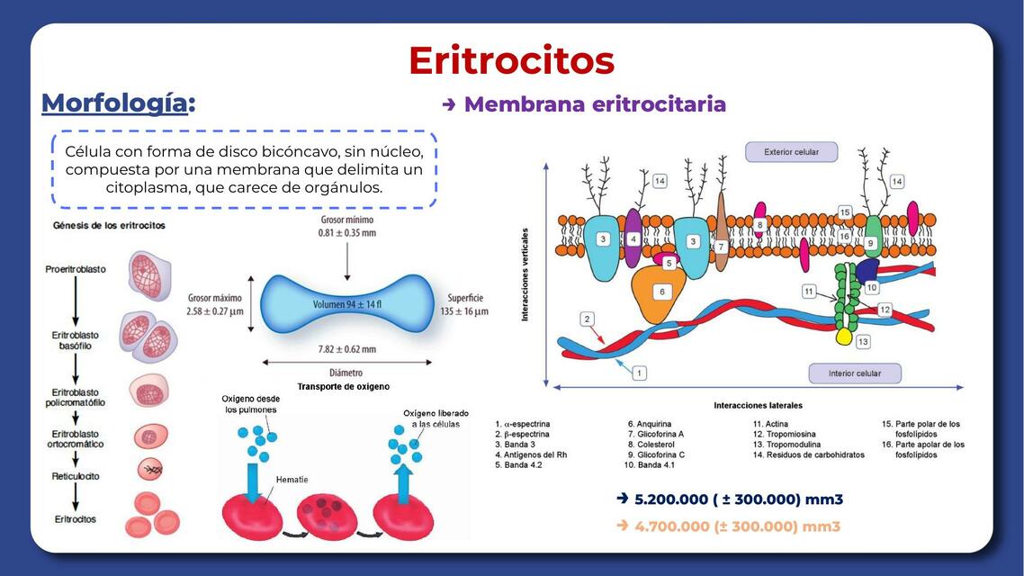 Histología del Eritrocito | Alejandro | uDocz
