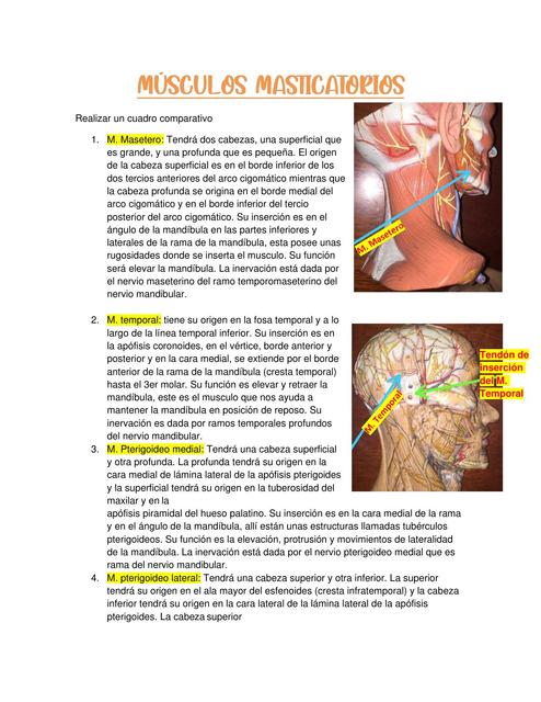 Músculos masticadores | Silvana Gardie | uDocz