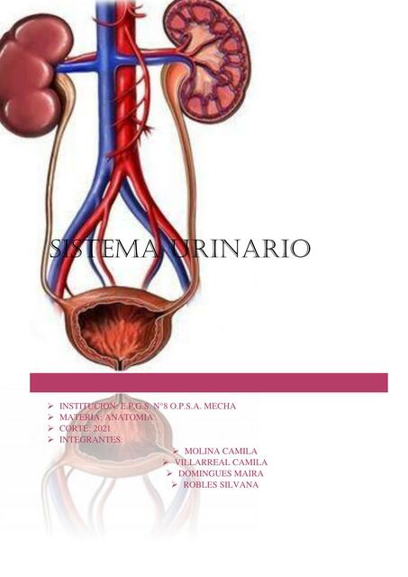 Sistema Urinario | Camila Molina | uDocz