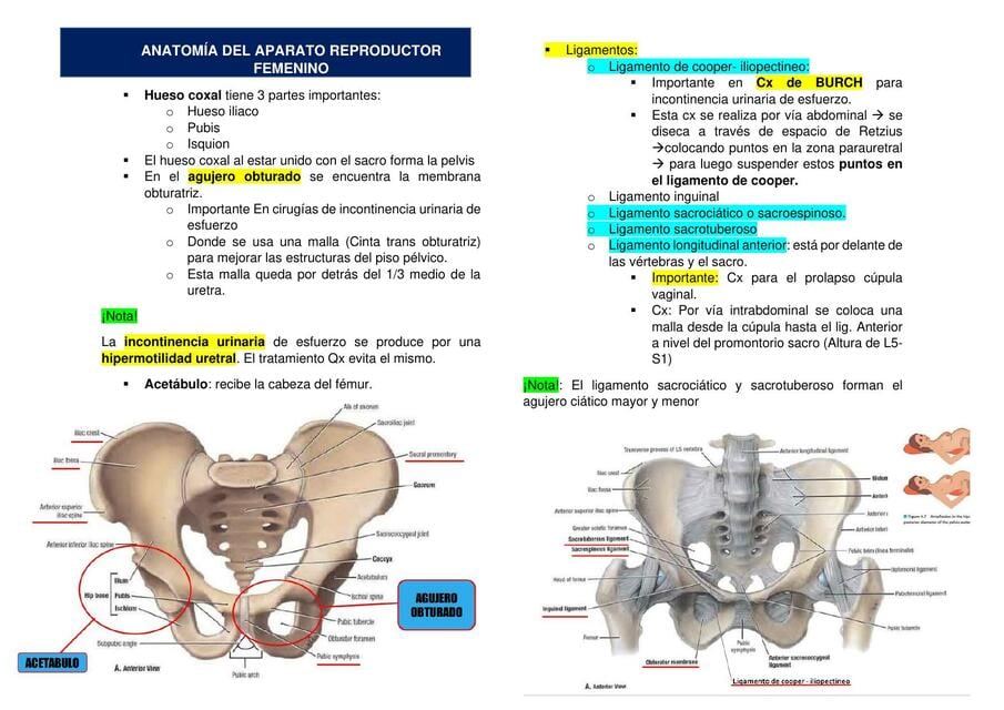 Anatomía Del órgano Femenino