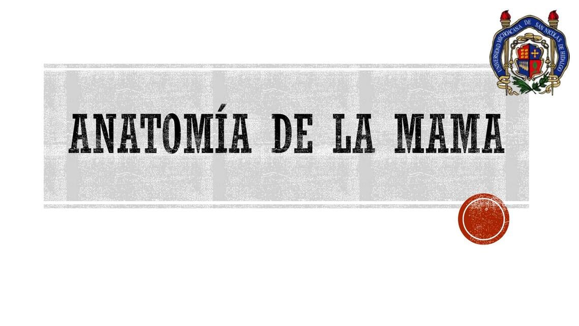 Anatomía de la mama | Resúmenes Medicina | uDocz