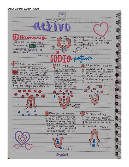 Transporte activo | Carla García Pardo | uDocz