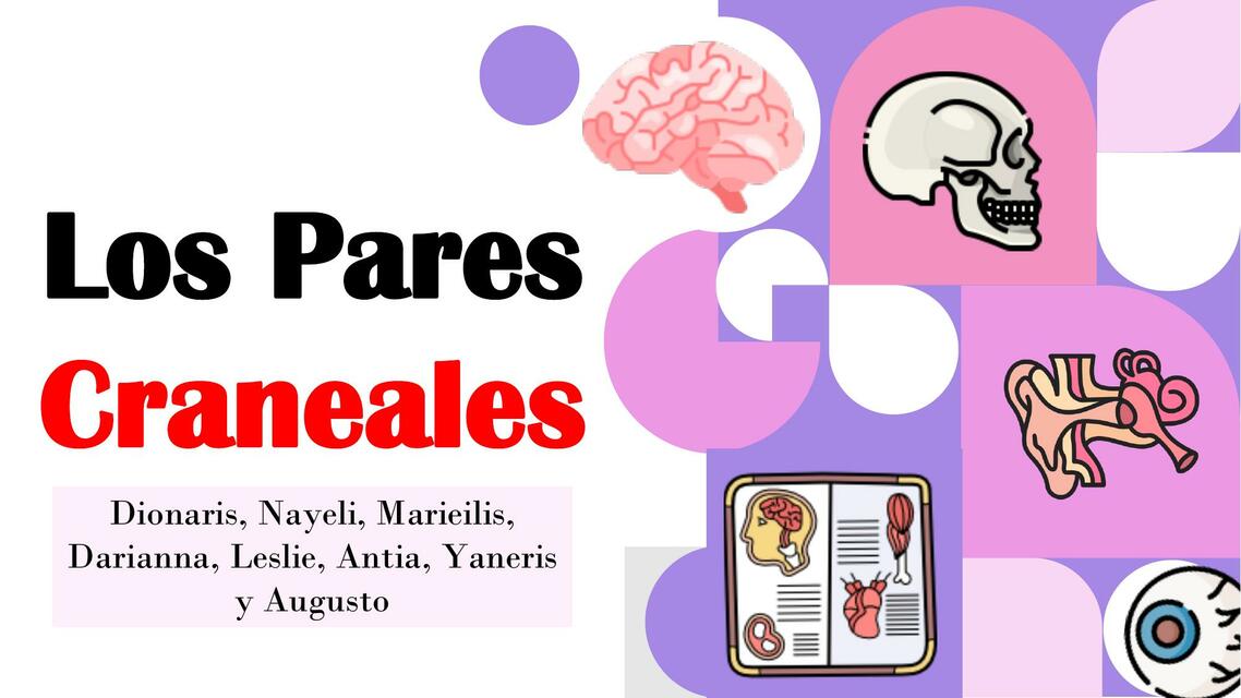 Los Pares Craneales | Dionaris De La Cruz Sosa | uDocz