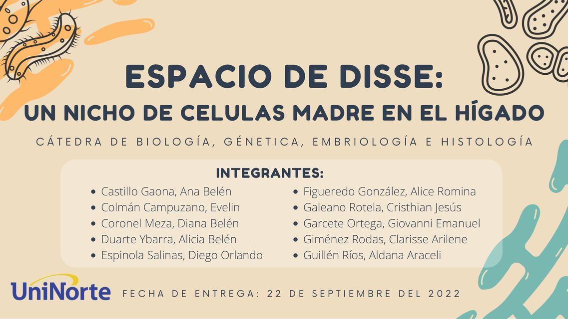 Espacio De Disse Un Nicho De Células Madre En El Hígado Aldana