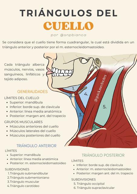 Triángulos del cuello | Michells Ramos | uDocz