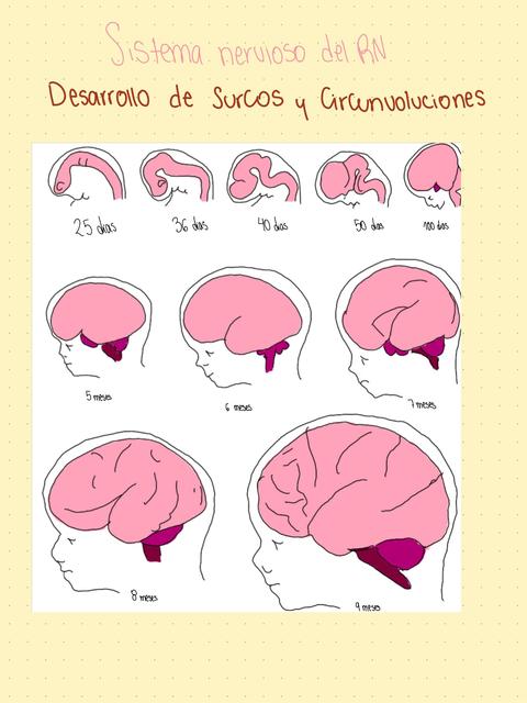 Sistema nervioso de surcos y circunvoluciones | Chiqui Rojita | uDocz