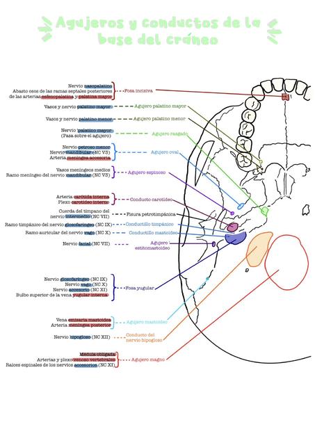 Agujeros y conductos de la base del cráneo | Jimena Elorriaga | uDocz