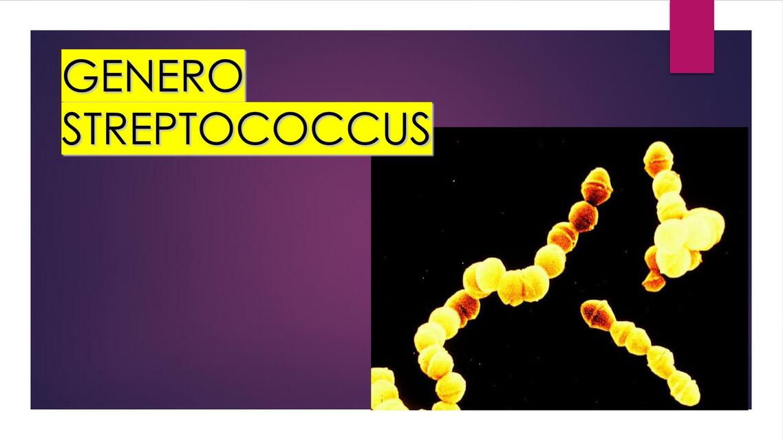 51 Genero Streptococcus | Tiroxina Med | uDocz