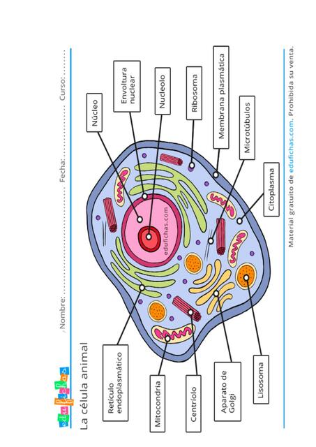 Biología | uDocz