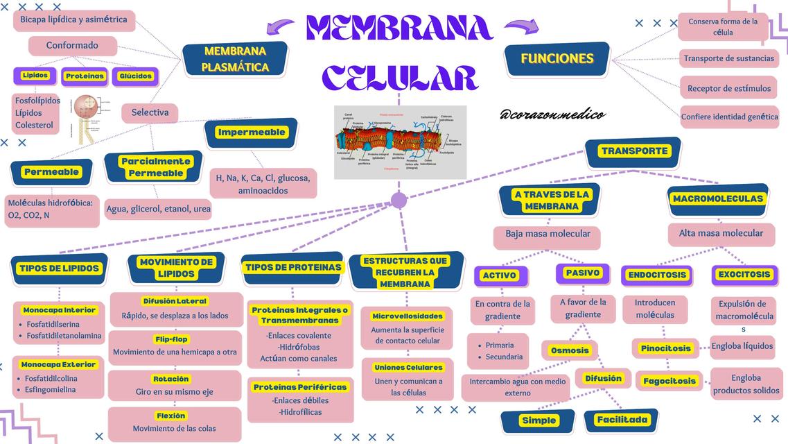 Membrana celular | Valeria | uDocz