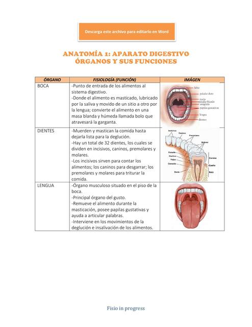 Órganos del Aparato Digestivo con Sus Funciones | Fisio in progress | uDocz