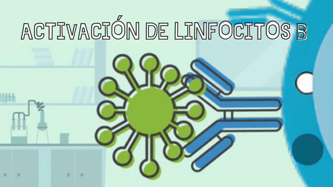 Activación de linfocitos B | Yarumy Aquino Nuñez | uDocz