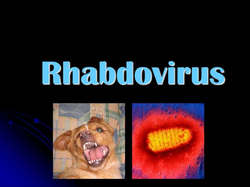 Rhabdovirus | CIENCIAS DE LA SALUD | uDocz