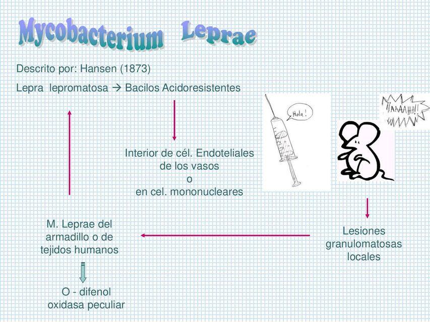 Mycobacterium Leprae | CIENCIAS DE LA SALUD | uDocz