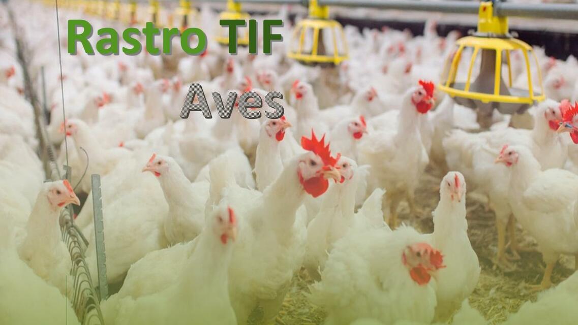 Rastro TIF de Aves | Ariadna Mendoza Isasmendi | uDocz