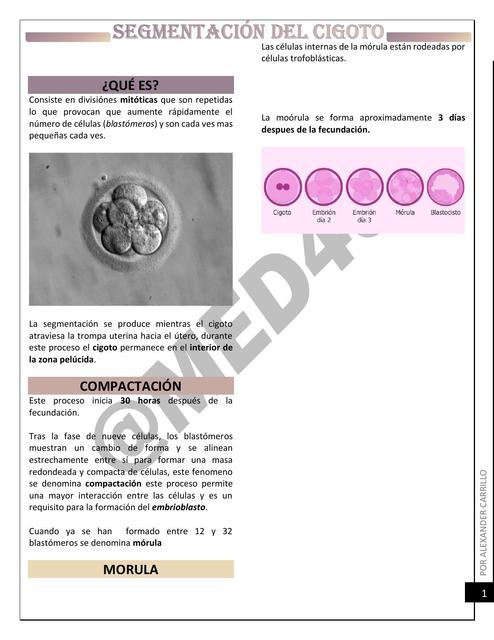 Segmentación del cigoto | Alex Carrillo | uDocz