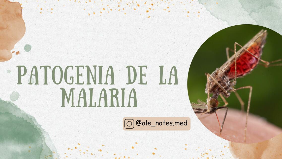 Patogenia de la Malaria | Alejandra Sernaque Herrera | uDocz