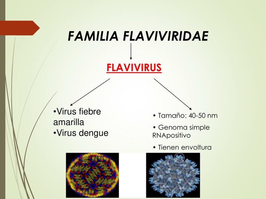 Flavivirus | RESÚMENES MÉDICOS | uDocz