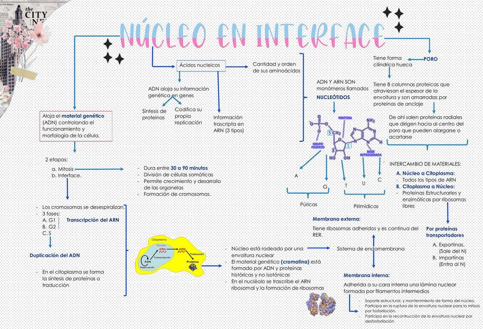 Núcleo en interface | Enfermería | uDocz
