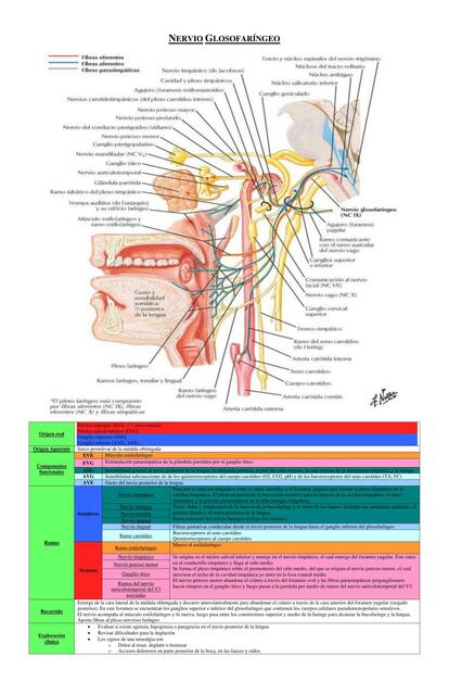 Nervios Craneales IX, X, XI y XII | Anesvela Esparza | uDocz