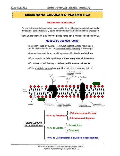 Membrana celular o plasmática | Enfermería | uDocz