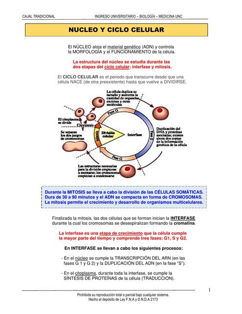 Núcleo y ciclo celular | Enfermería | uDocz