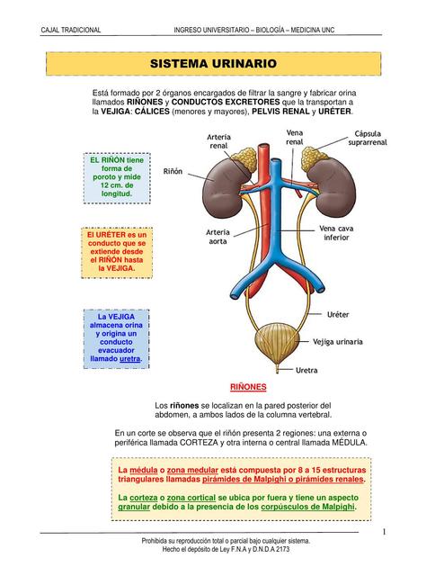 Sistema urinario | Enfermería | uDocz